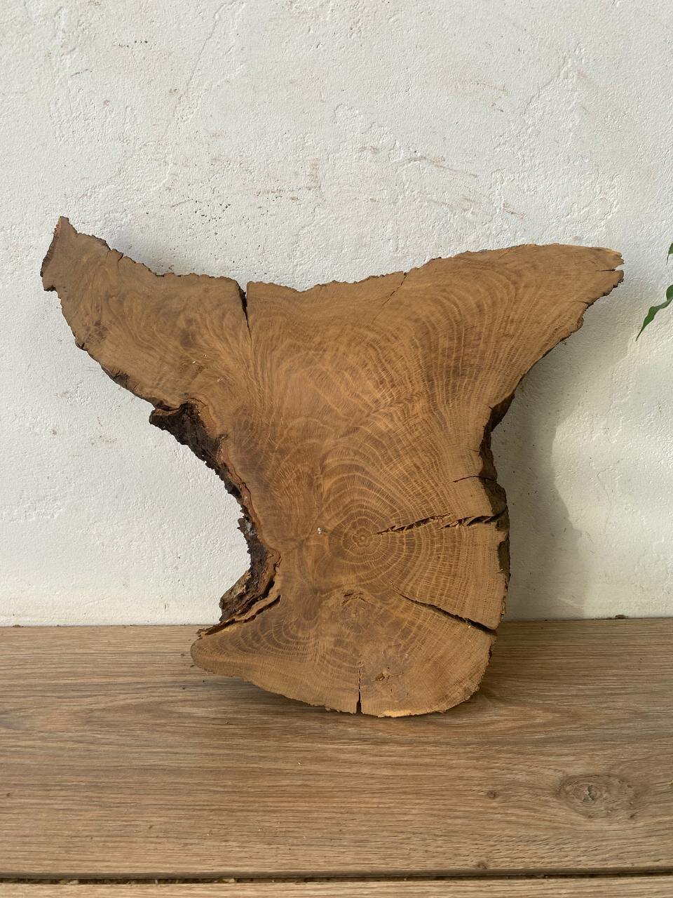 Спил дуб . Габаритные размеры 32х30х5 см. Шлифованный с 2-х сторон. артикул к1902