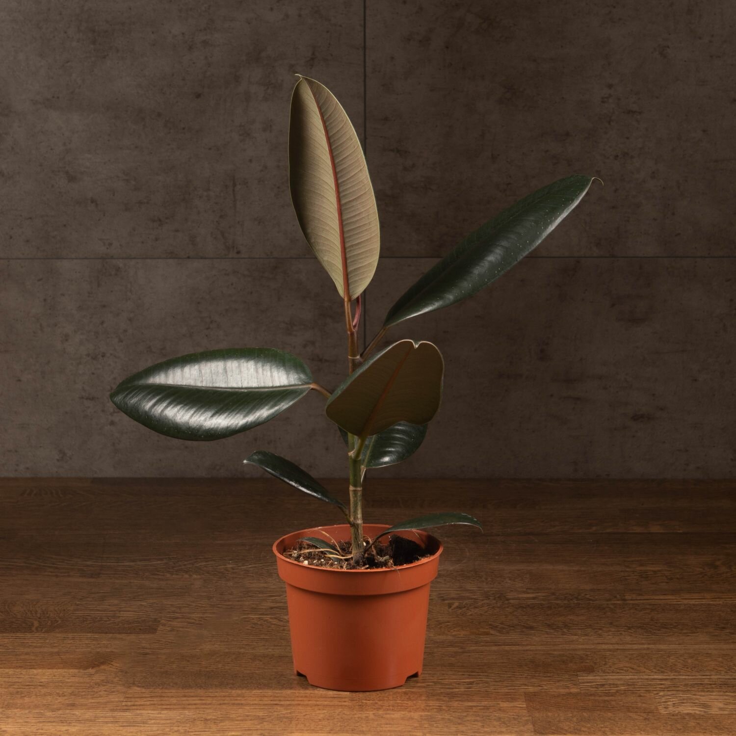 Фикус Эластика Абиджан 40/12