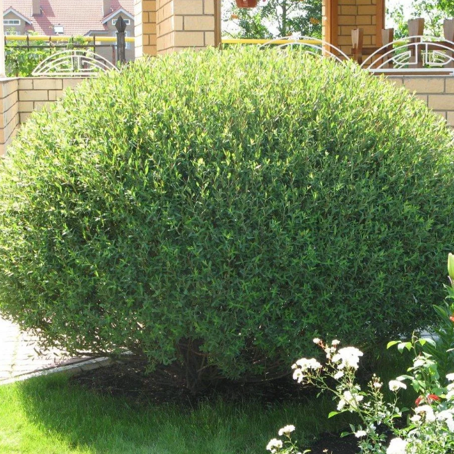 Ива пурпурная Нана (1 саженец)