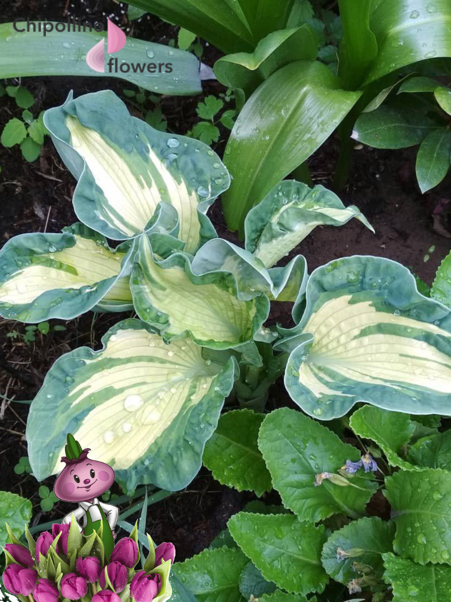 Клубни цветов, chipollino flowers, Хоста GOLDEN MEADOWS ( 1 штука )