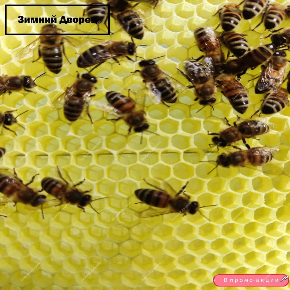 Вощина Дадан Максимум - натуральный продукт из пчелиного воска для пчеловодства, 52 шт, 410 х 260 мм