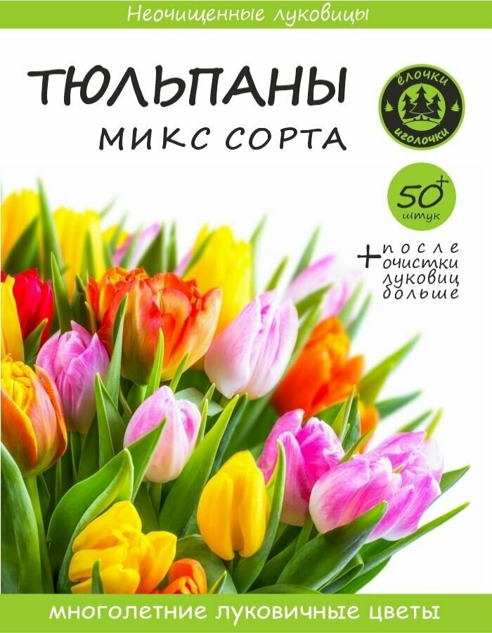 Тюльпан Луковица, Микс сортов, 50 шт неочищенные