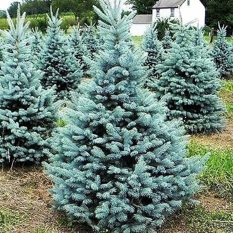 Ель колючая Кэйбаб (1 саженец в горшке Р9), Нидерланды