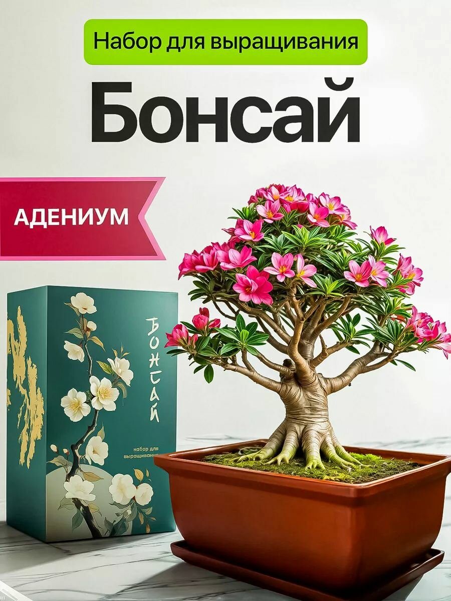 Бонсай набор для выращивания растений Адениум