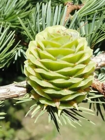 Лиственница даурская саженец, Р9, 10-15 см