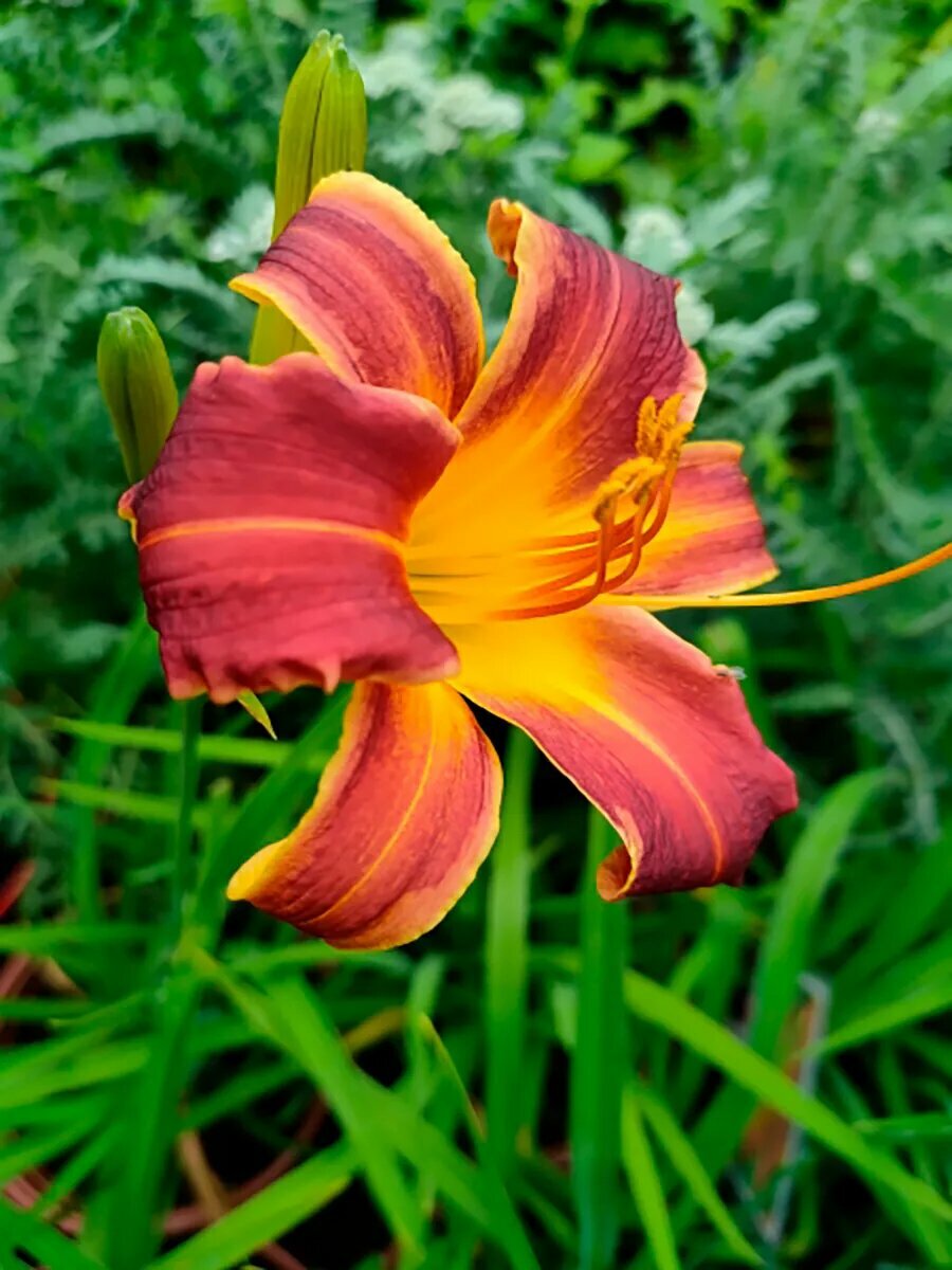 Лилейник Every Daylily Red Rib C1