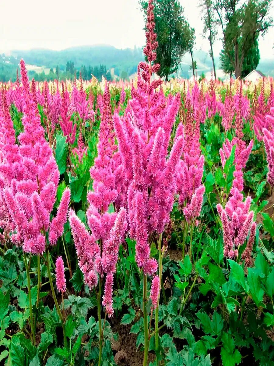 Астильба гибридная Raspberry