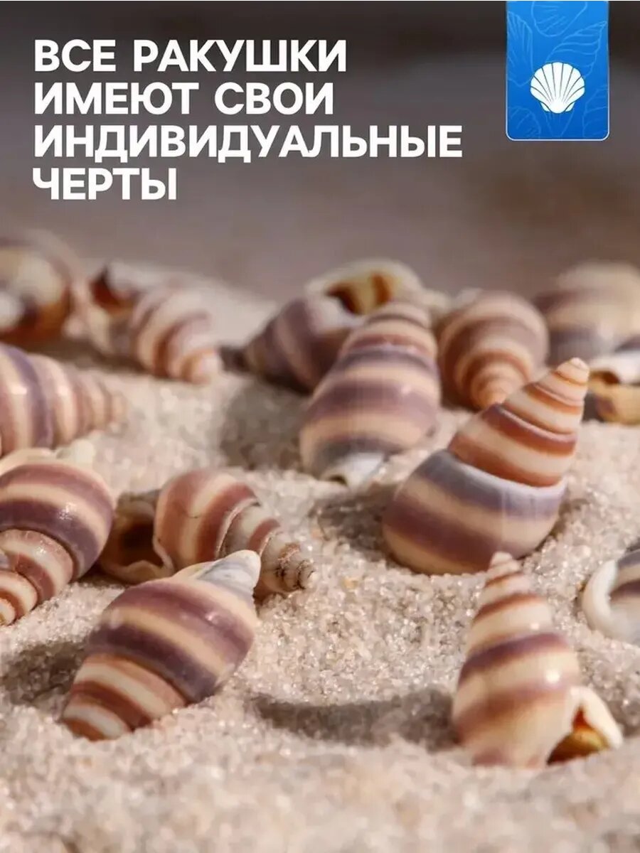 Морские ракушки для творчества