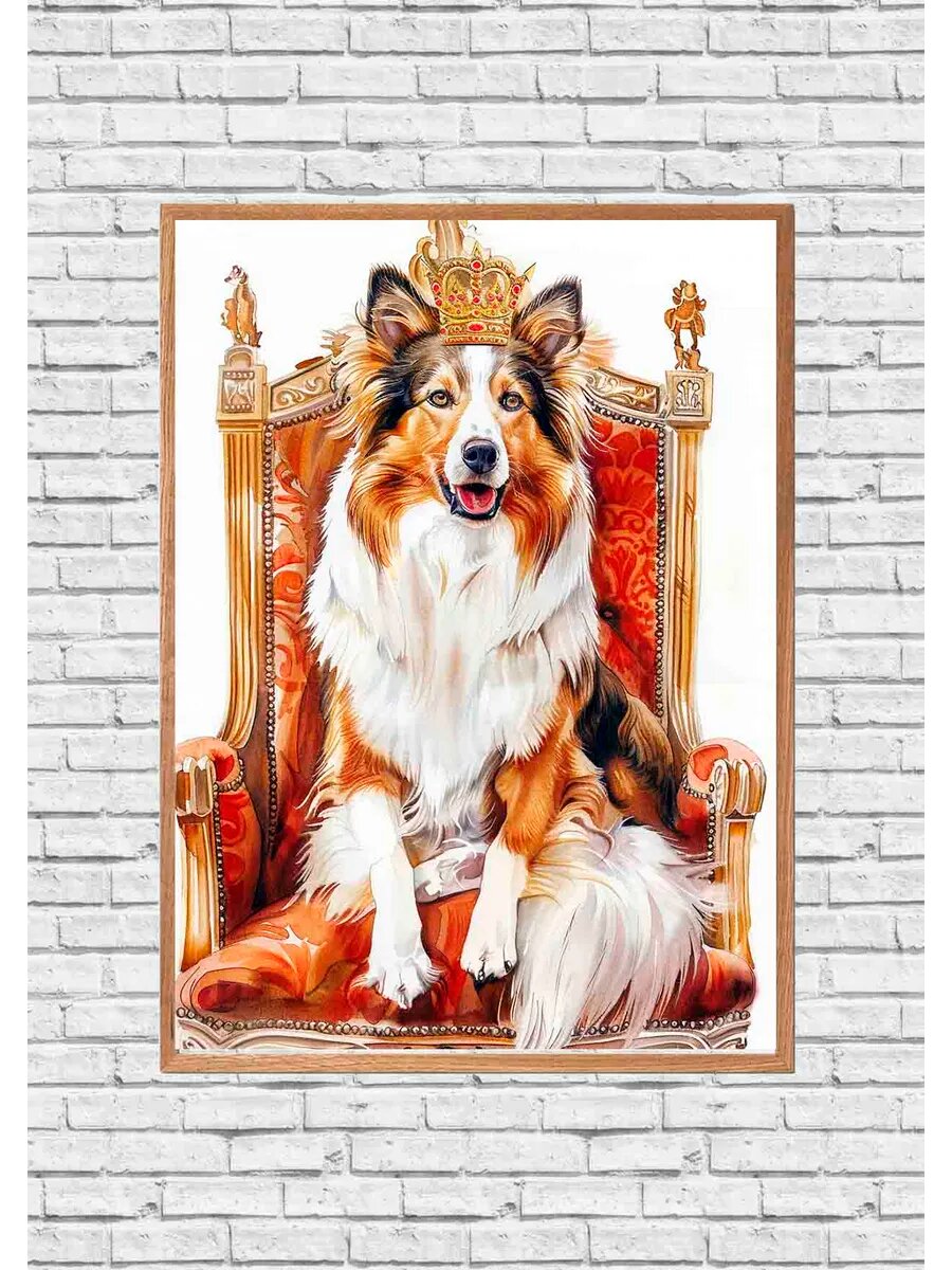 Шотландская колли, Английская королева 2, Плакат 30x42см