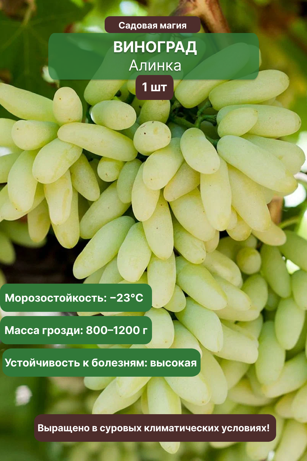 Виноград Алинка / 1 шт, раннеспелый, крупноплодный, морозстойкий