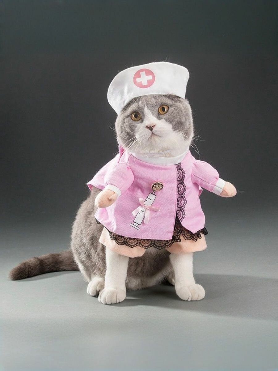Смешные костюмы для животных, костюмы для кошек и собак
