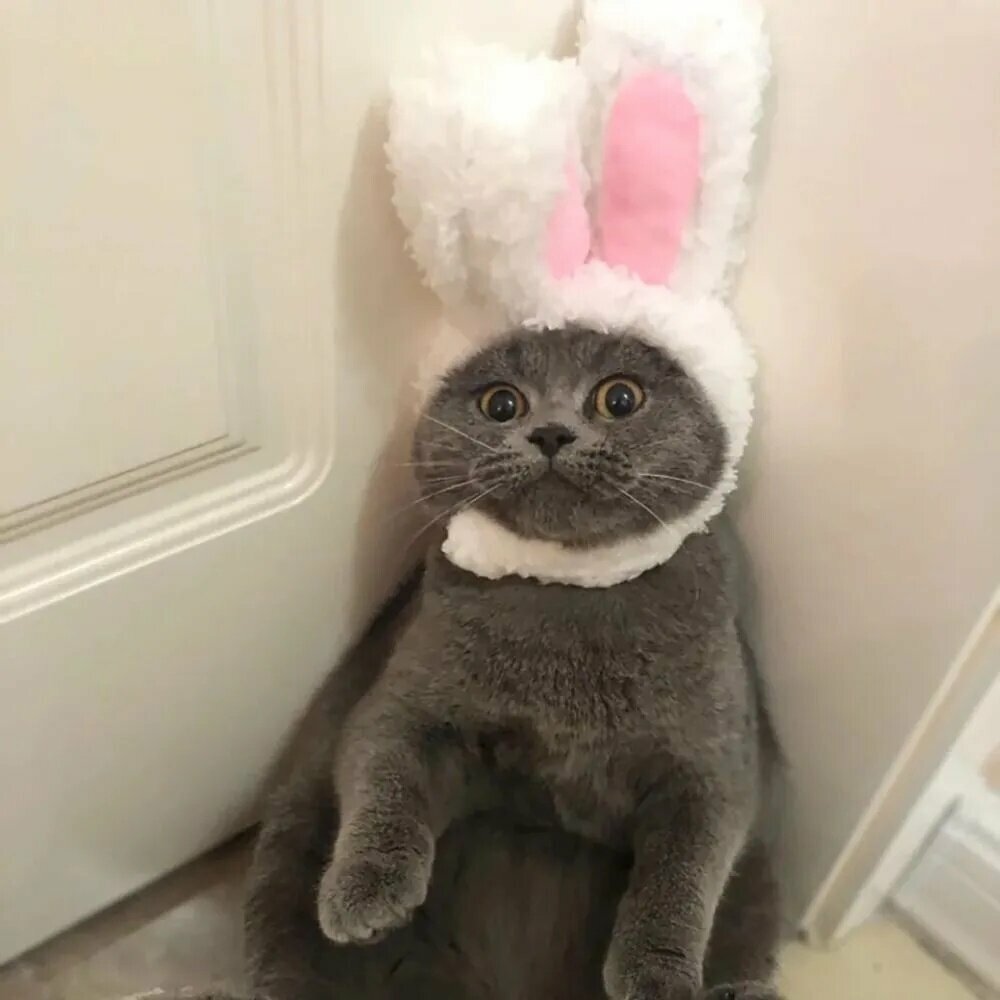 Кошка шляпа — фото 1