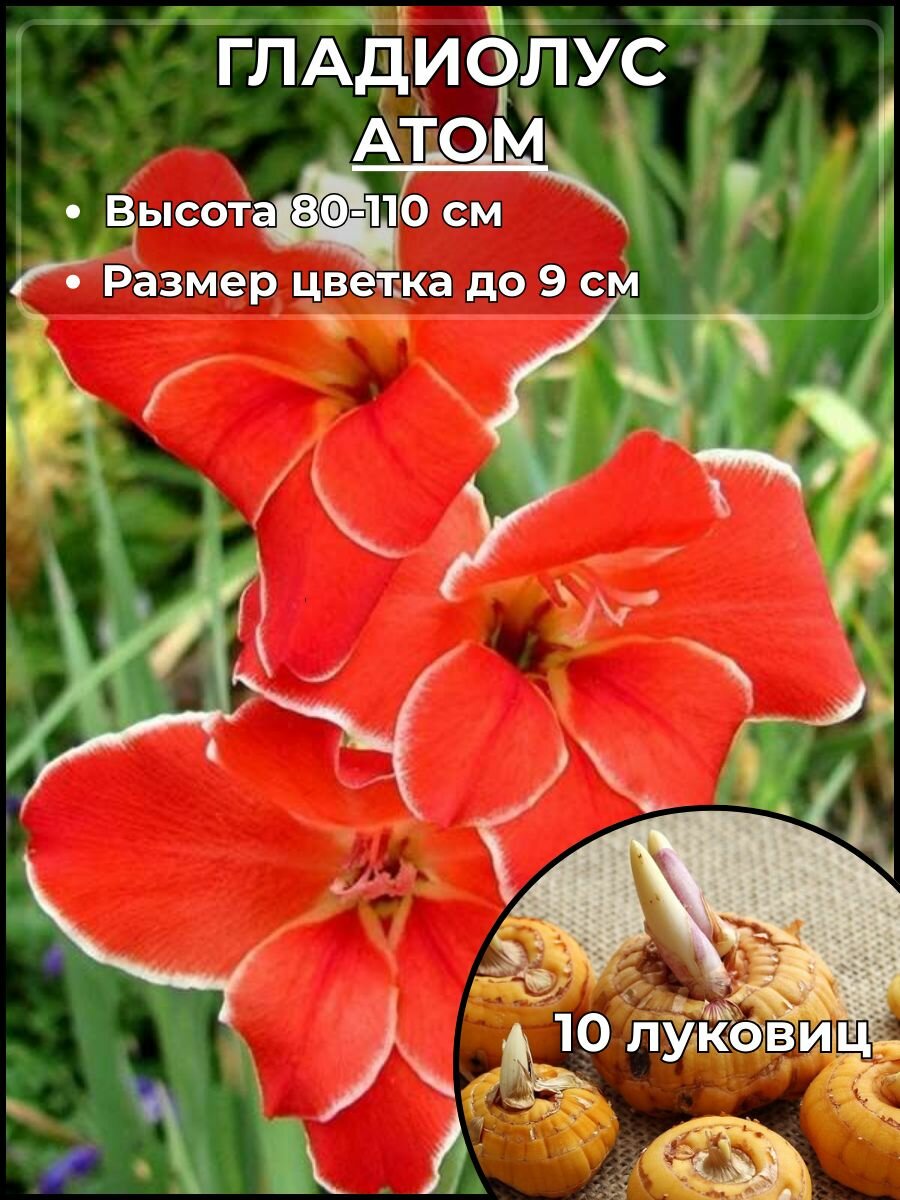 Гладиолус Атом, луковицы 10 штук