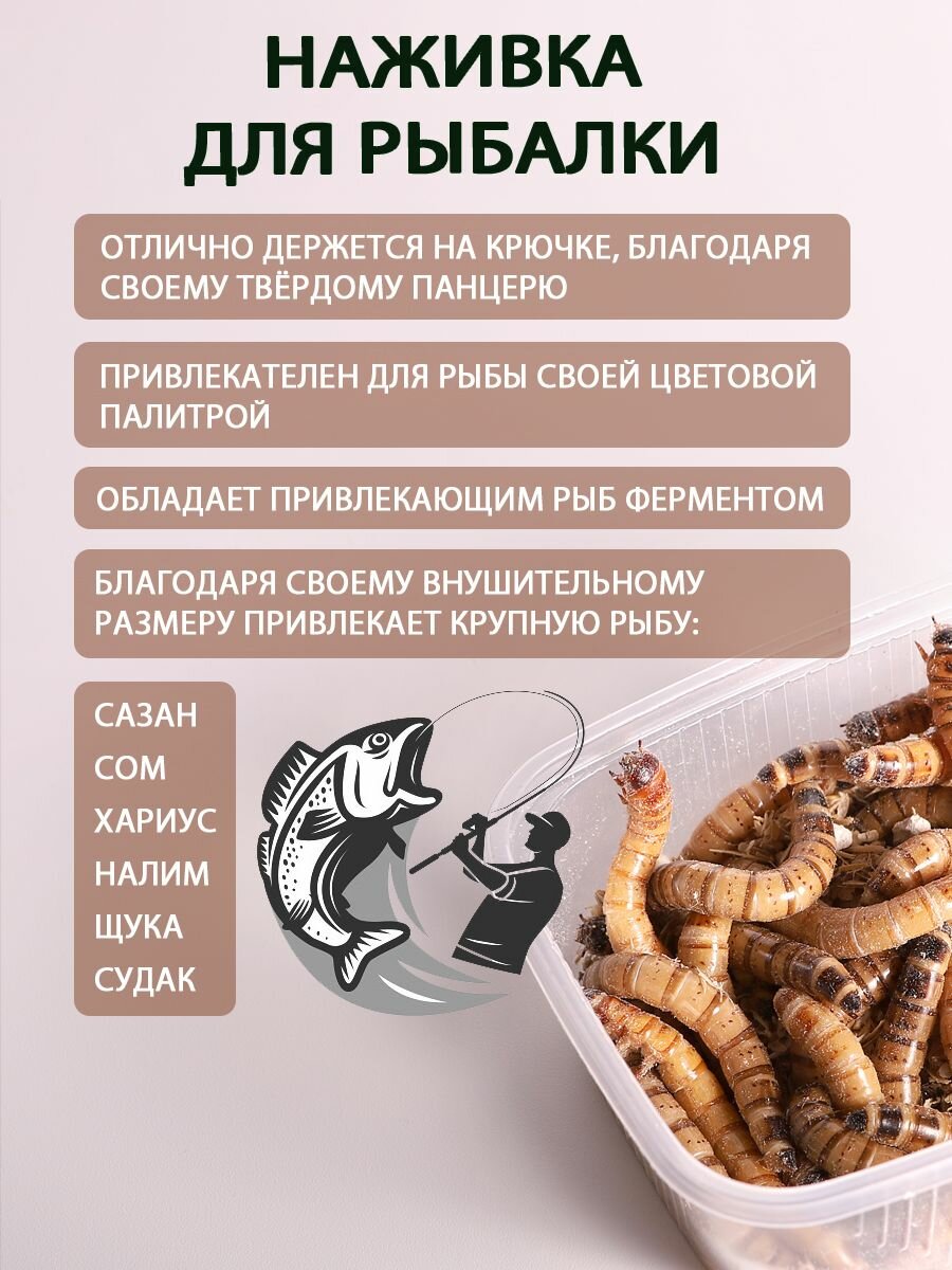 Зофобас (живой) 50 штук — фото 1