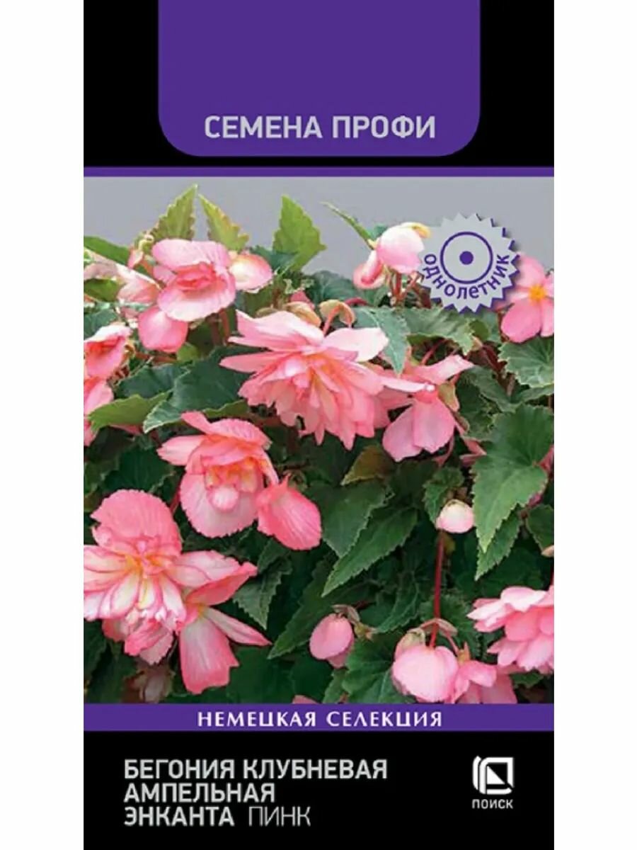 Бегония клубневая ампельная Энканта Пинк 7 шт, Семена Поиск