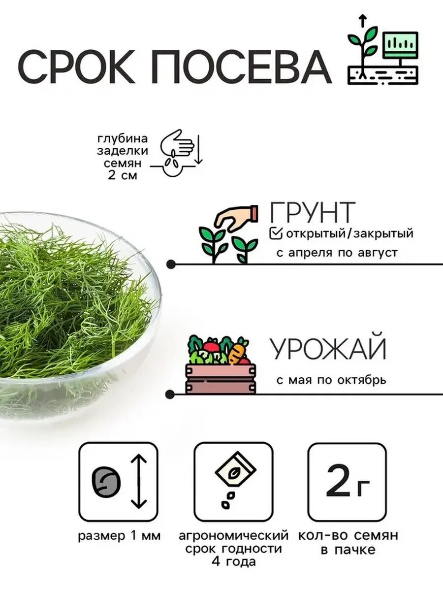Свежий укроп для вашего огорода