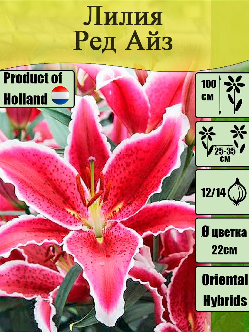 Луковицы Лилии Ред Айз Восточная 3шт разбор 14/16 (Голландия)