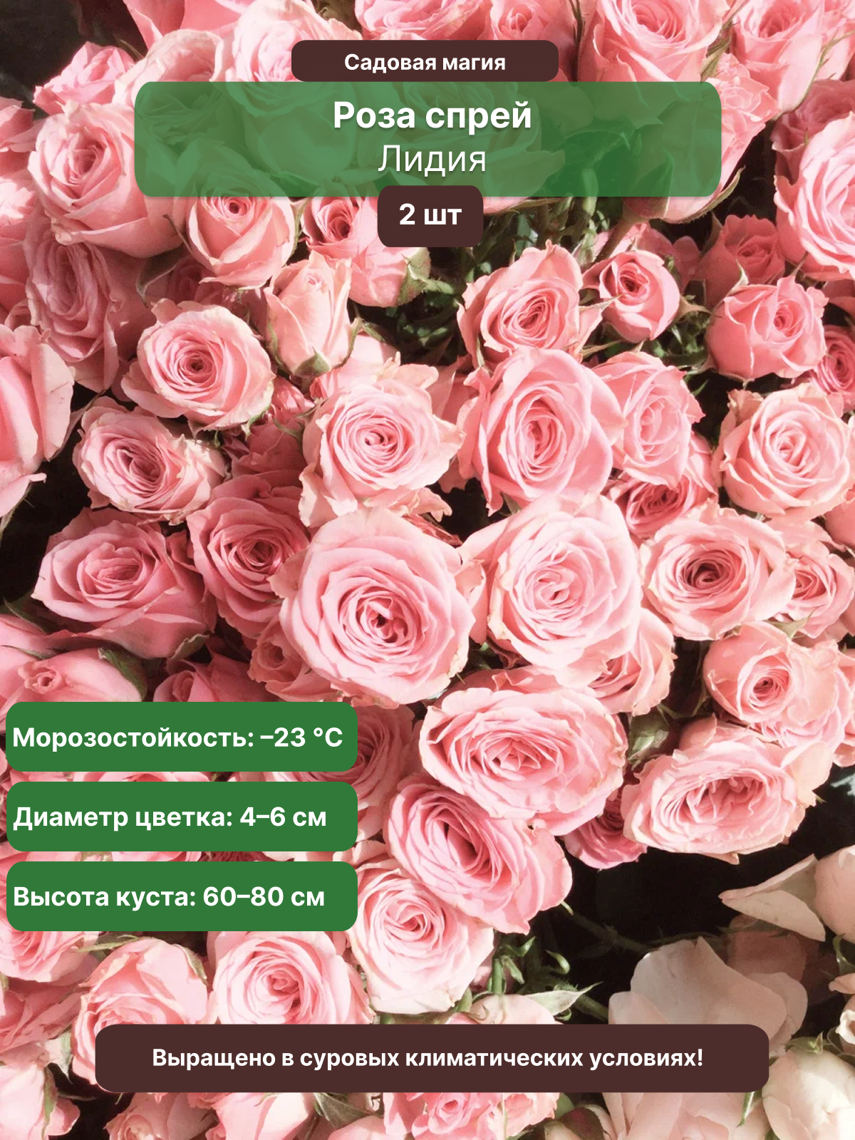 Роза спрей Лидия , 2 саженца , многолетняя , розовая , 30-50 см