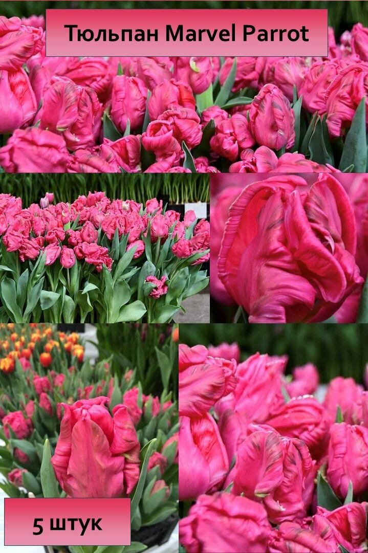 Набор Луковиц тюльпана розовый Марвел (Marvel Parrot)