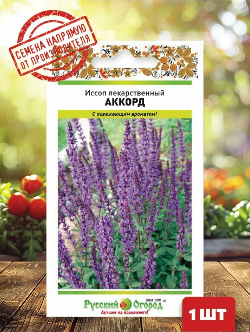 Иссоп лекарственный Аккорд