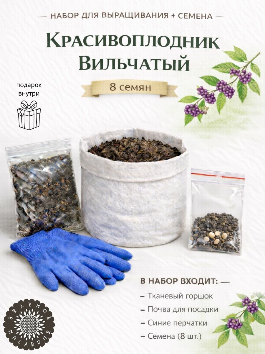 Домашний набор для выращивания Красивоплодника Вильчатого / Подарок для юного садовода