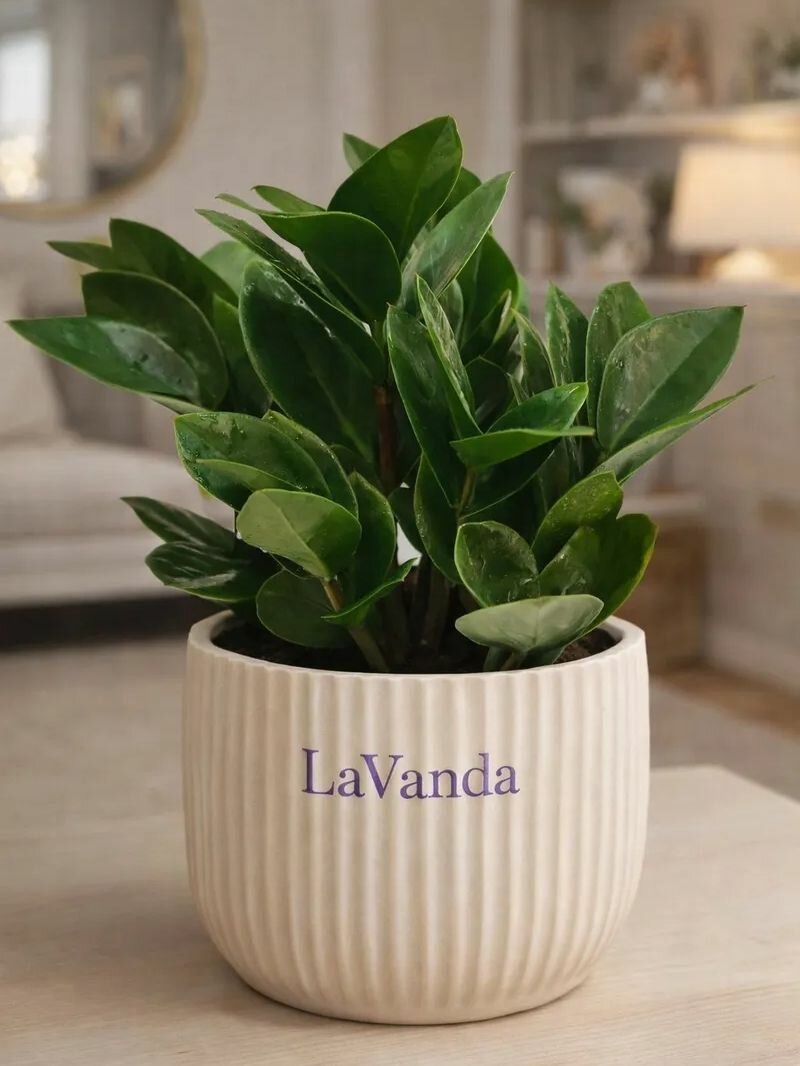 Замиокулькас замиелистный (Zamioculcas zamiifolia) живое комнатное растение / "Долларовое дерево" / ZZ Plant