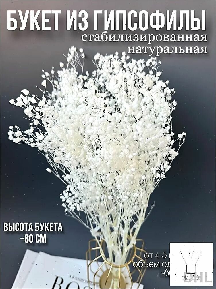 Стабилизированные цветы Гипсофила, 75 см, 80 гр
