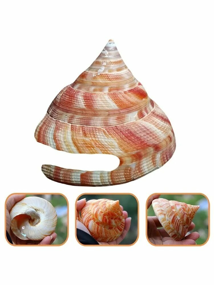 ACDANC Натуральная раковина морской улитки, жемчужная, коралл, коллекционная.