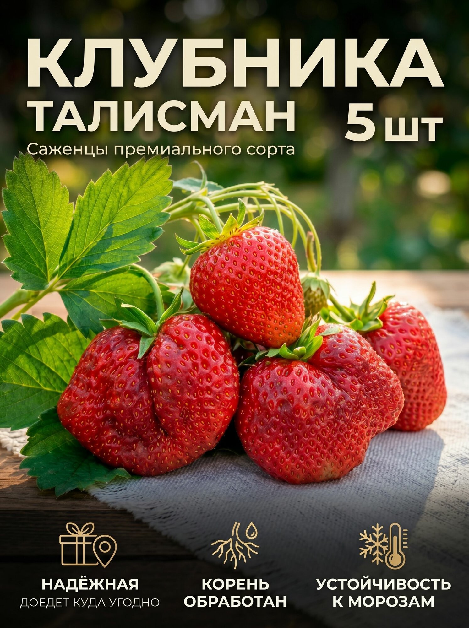 Саженцы клубники Талисман 5-шт, ремонтантный хорошая упаковка доедет хоть куда