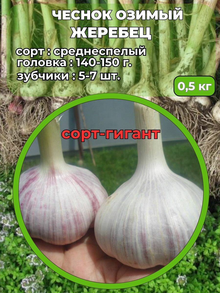 Чеснок озимый на посадку Жеребец 0,5 кг