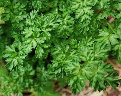 Пряность Кервель Курчавый (0,5 гр.)