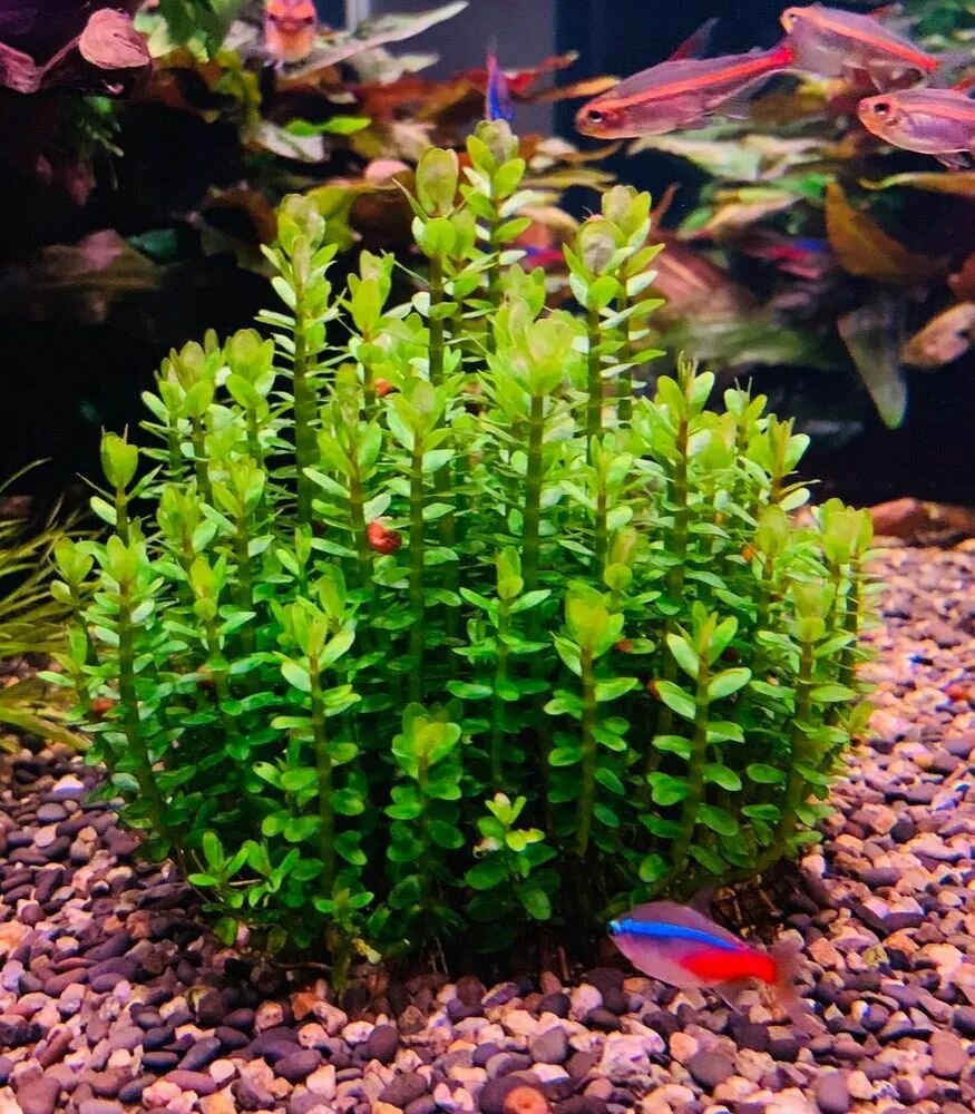 Растения для аквариума живое, Аммания Бонсай 5 веточек, для рыбок