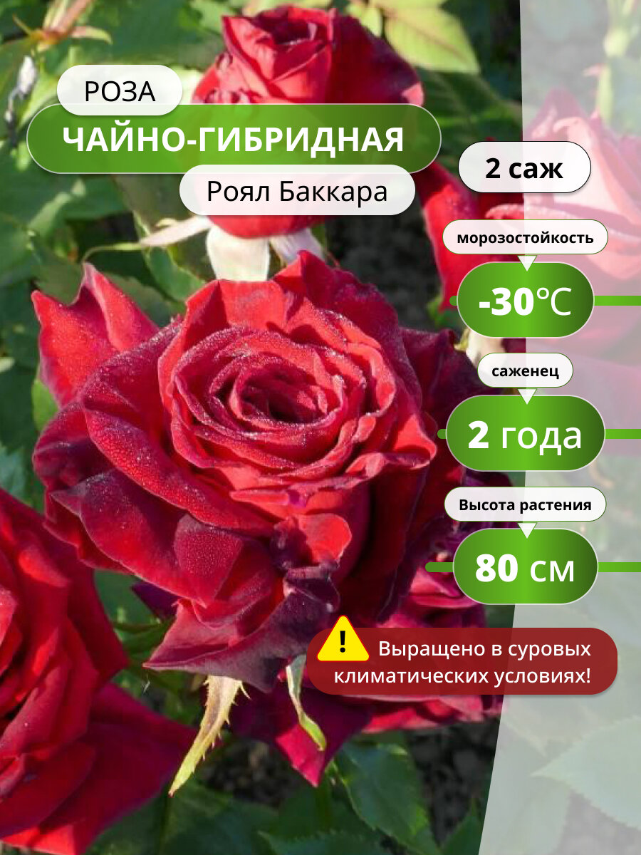 Роза чайно-гибридная Роял Баккара (Royal Baccara) / 2 шт, роз