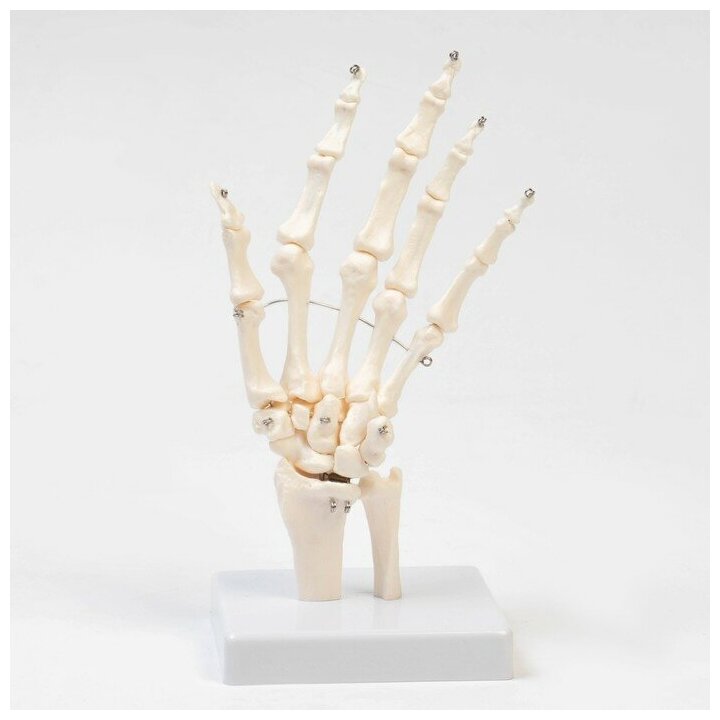 Макет Кистевой сустав 25х11х11 см 9278883