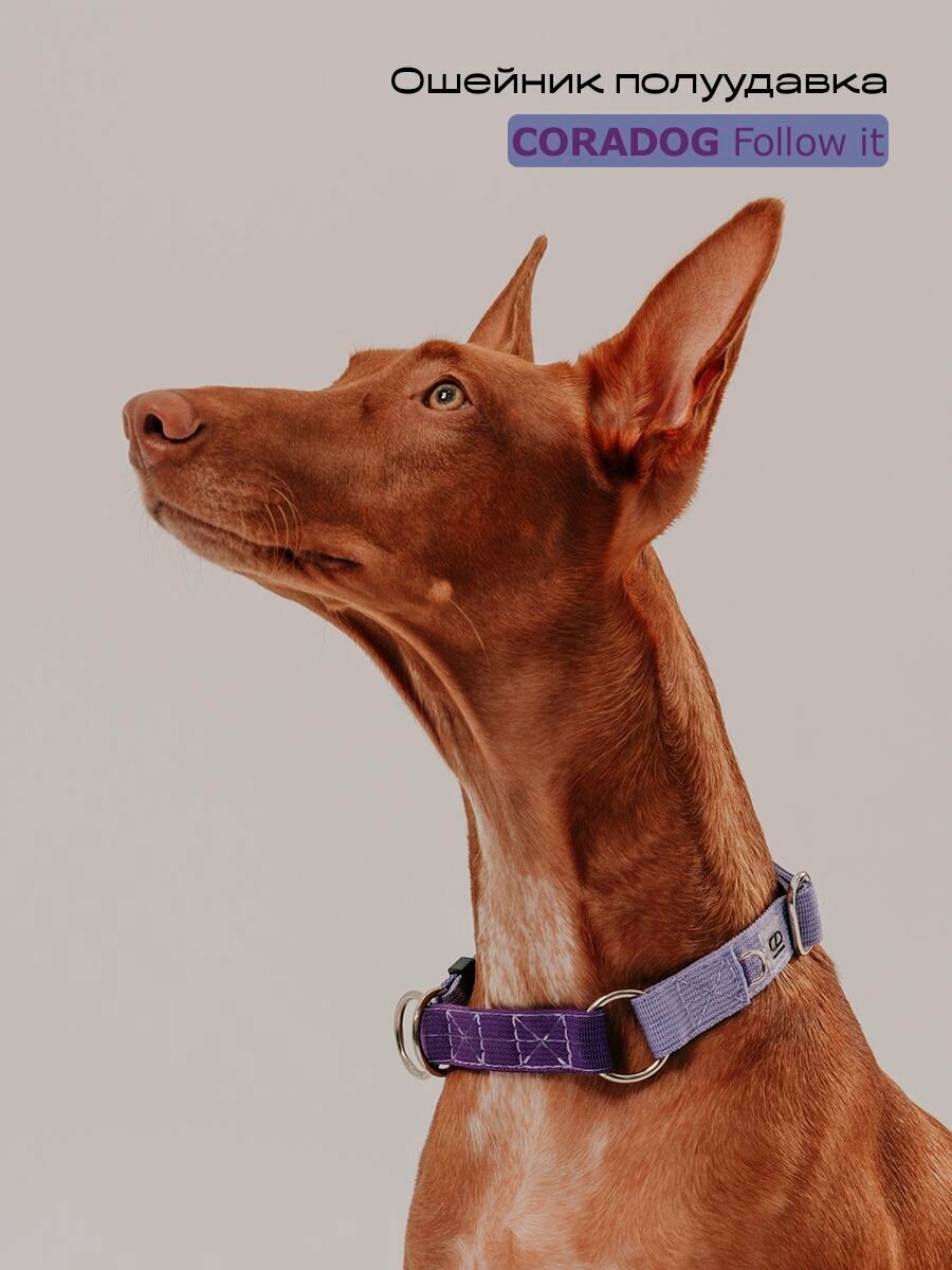 Ошейник-полуудавка, мартингейл, CORADOG Follow it, для средних и крупных собак, сиреневый фиолетовый, размер M 35-49 см, ширина 2,5 см