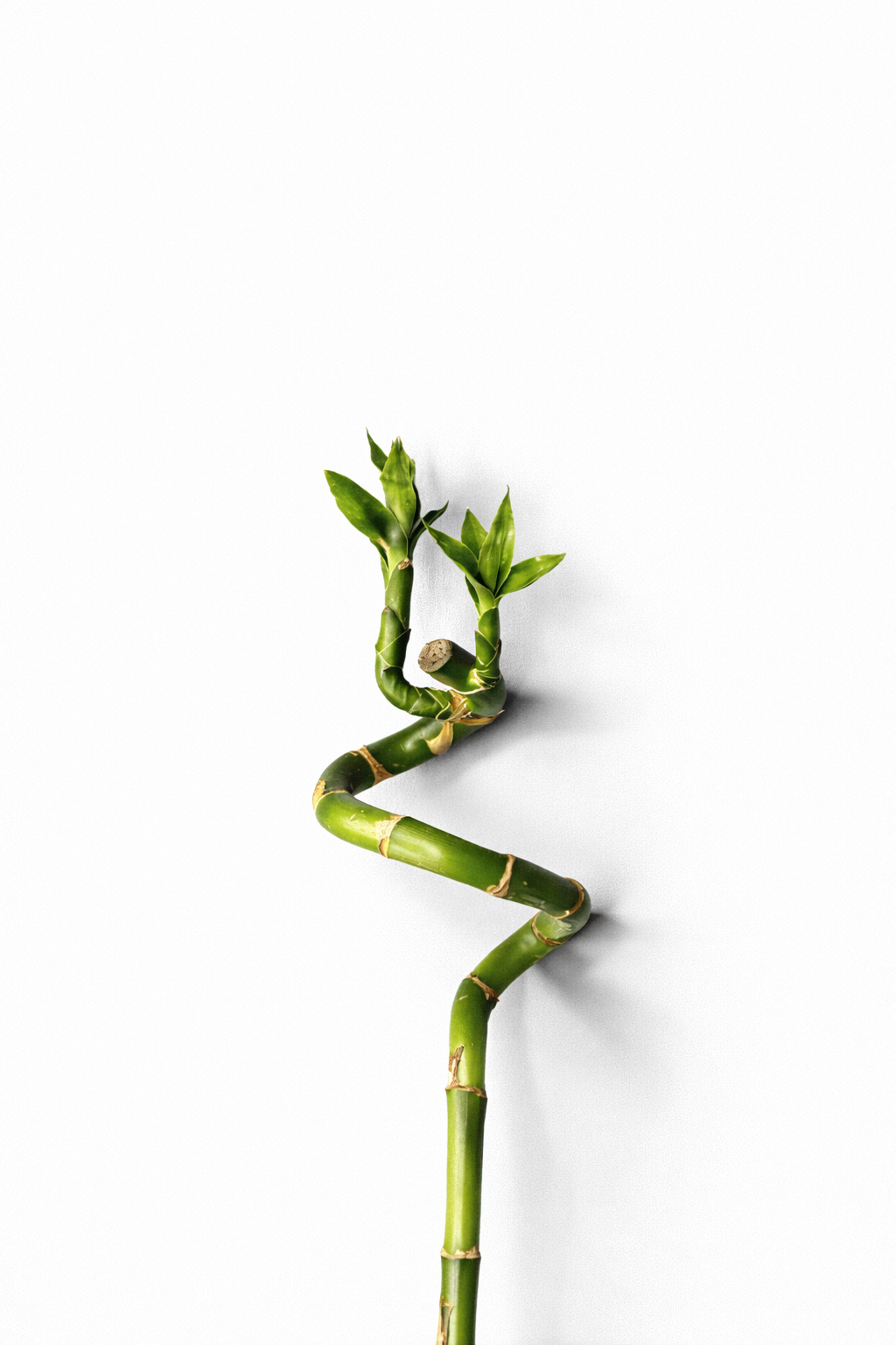 Лаки бамбук (Dracaena sanderiana) — символ удачи и гармонии в вашем доме