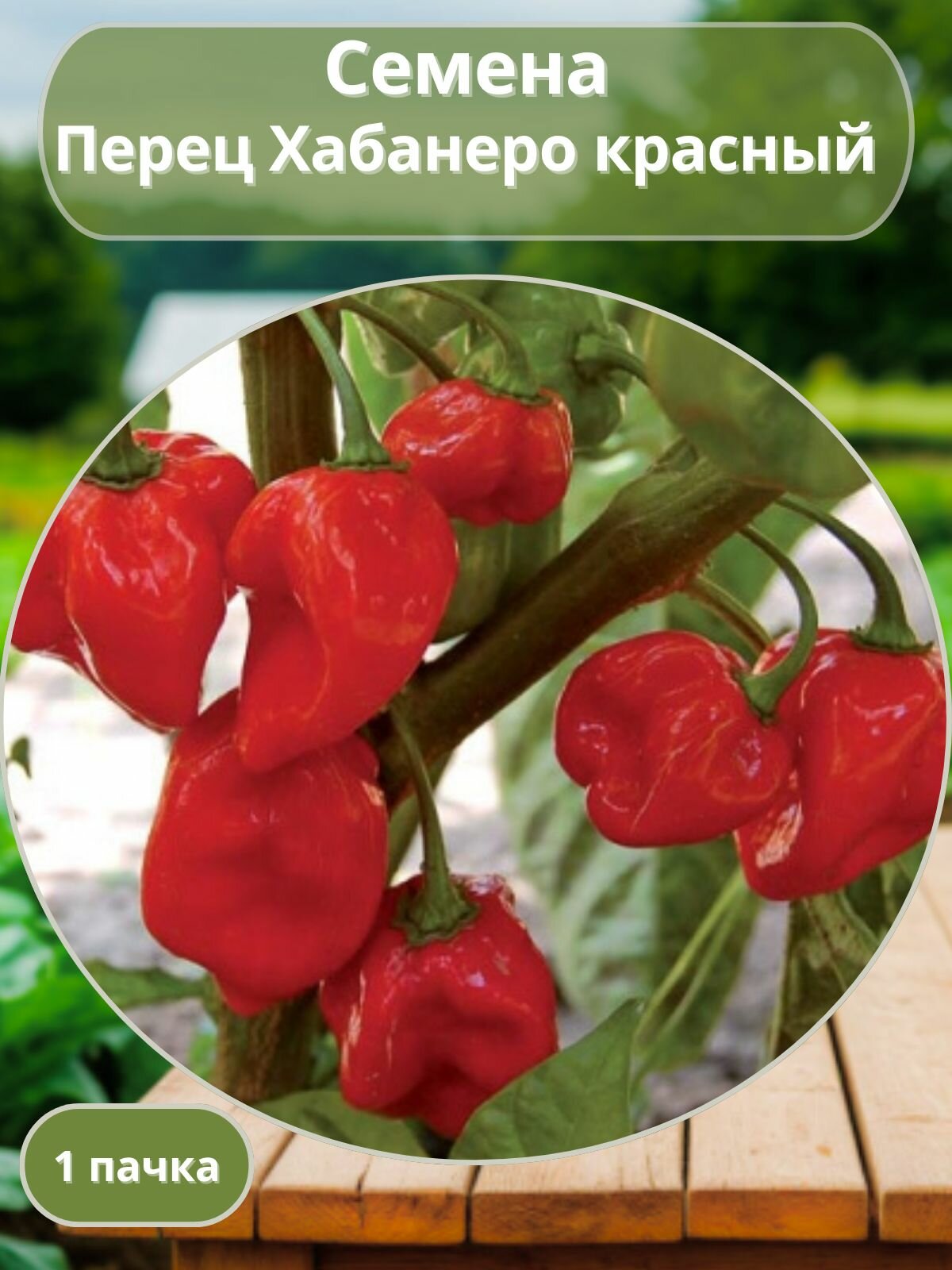 Перец острый Хабанеро красный, семена 10 шт