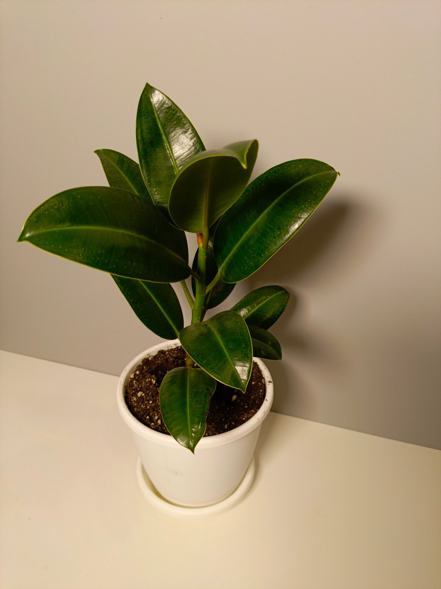 Фикус Эластика Мелани живой 40-50 см