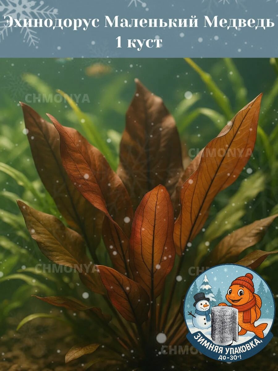 Аквариумное растение Эхинодорус Малый медведь (Echinodorus Small Bear) , живое аквариумное растение