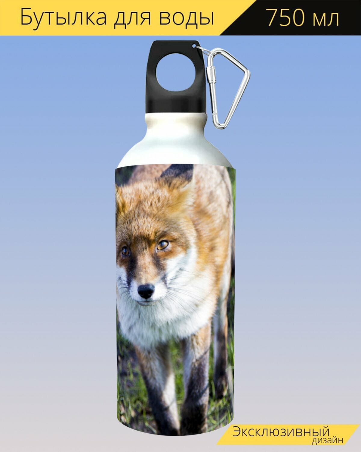 Бутылка фляга для воды "Рыжая лиса Red Fox, животные дюны лес лиса мех охота млекопитающее природа оранжевый хищник красный Vulpes Vulpes дикая природа" 750 мл. с карабином и принтом