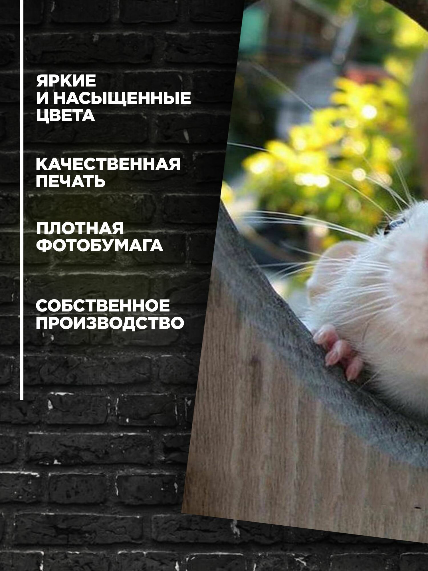 Постер Крысы, Эстетика — фото 1