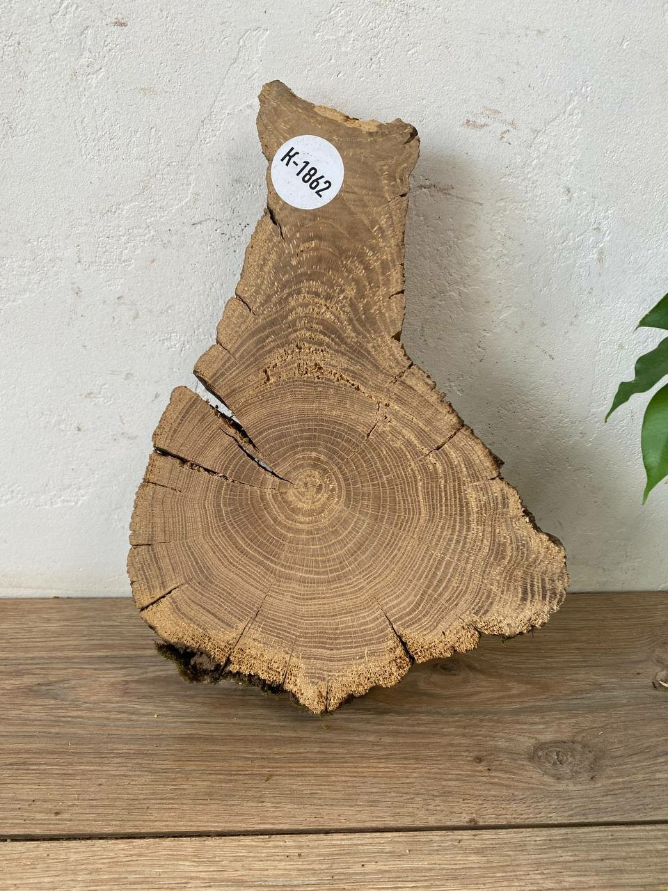 Спил дуб . Габаритные размеры 35х24х5 см. Шлифованный с 2-х сторон. артикул к1862