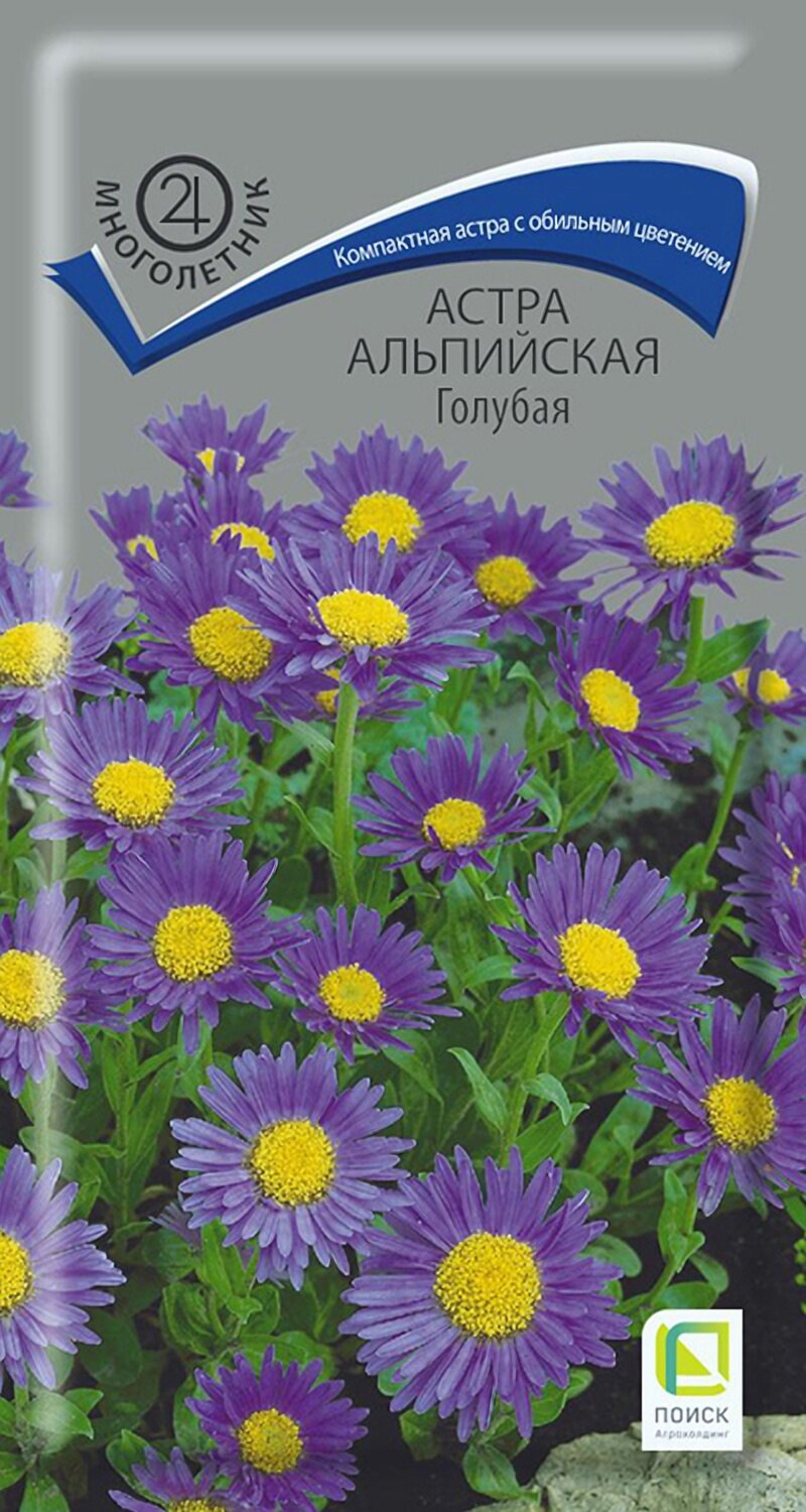 Семена цветов Поиск астра альпийская голубая, для дачи, сада, огорода и на рассаду