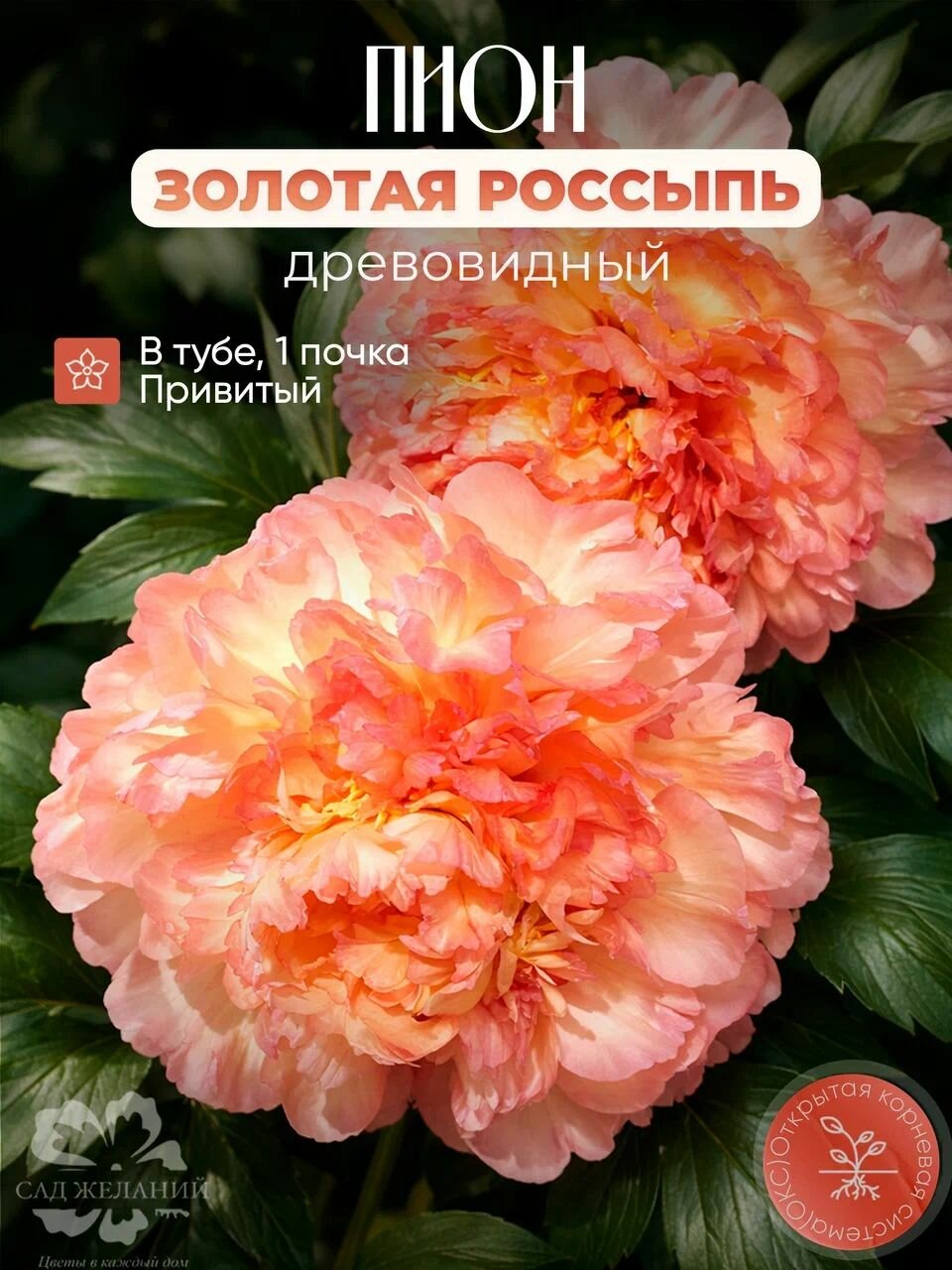 Пион древовидный Золотая россыпь в тубе