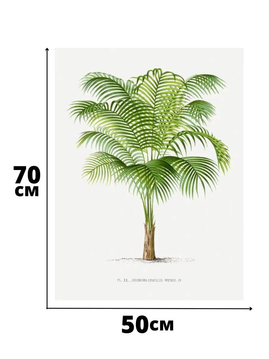 Постер Пальма, размеры 50 x 70 см, материал бумага, без рамы
