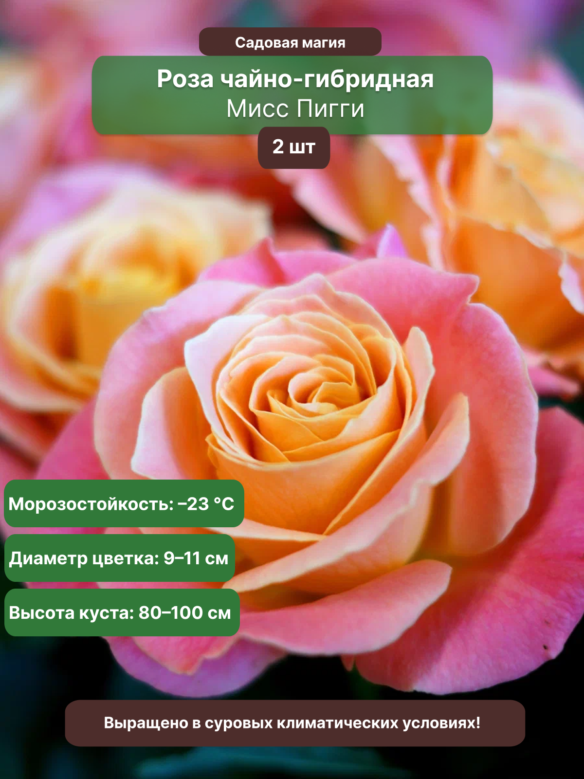 Роза чайно-гибридная "Мисс Пигги", многолетняя, оранжево-розовая, 2 саженца
