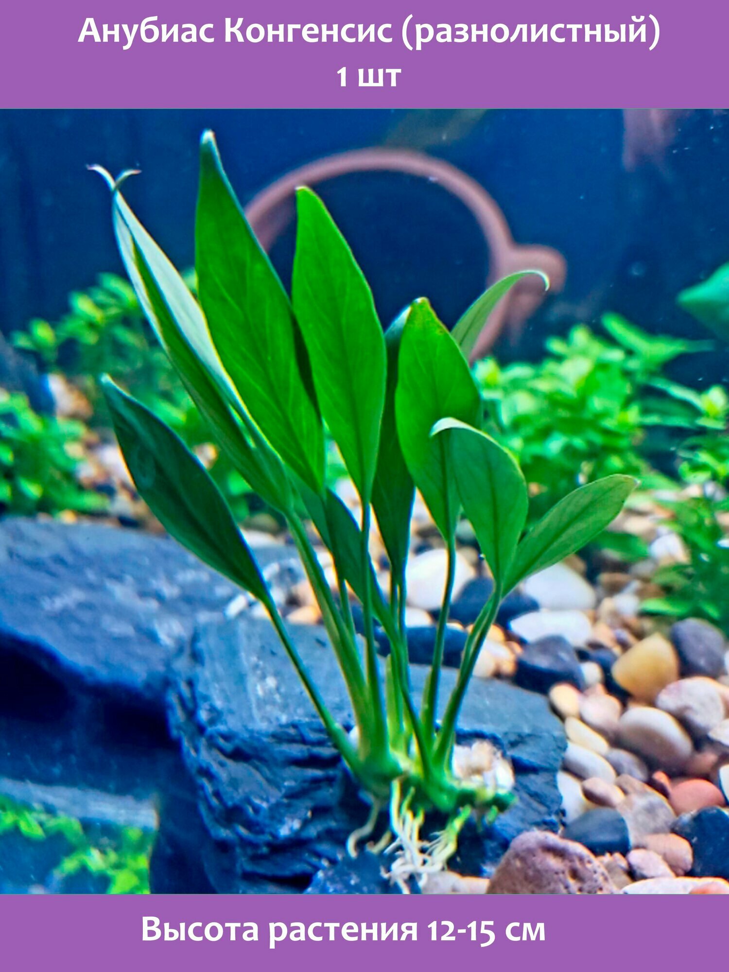 Bestfish24 Анубиас Конгенсис 12-15см 1шт растение для аквариума