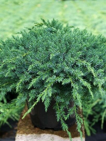 Можжевельник чешуйчатый Блю Карпет саженец, Р9, 10-15 см