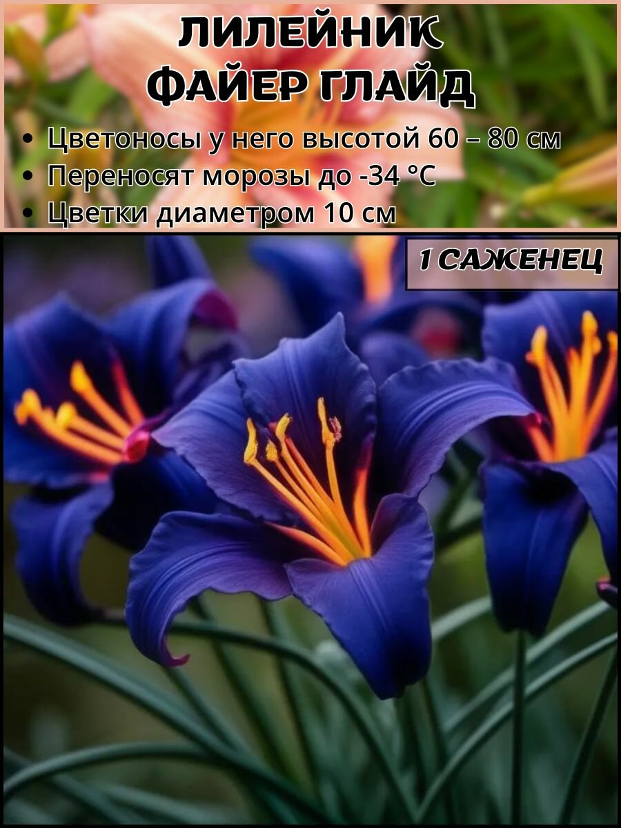 Лилейник саженец, многолетник 1 штука