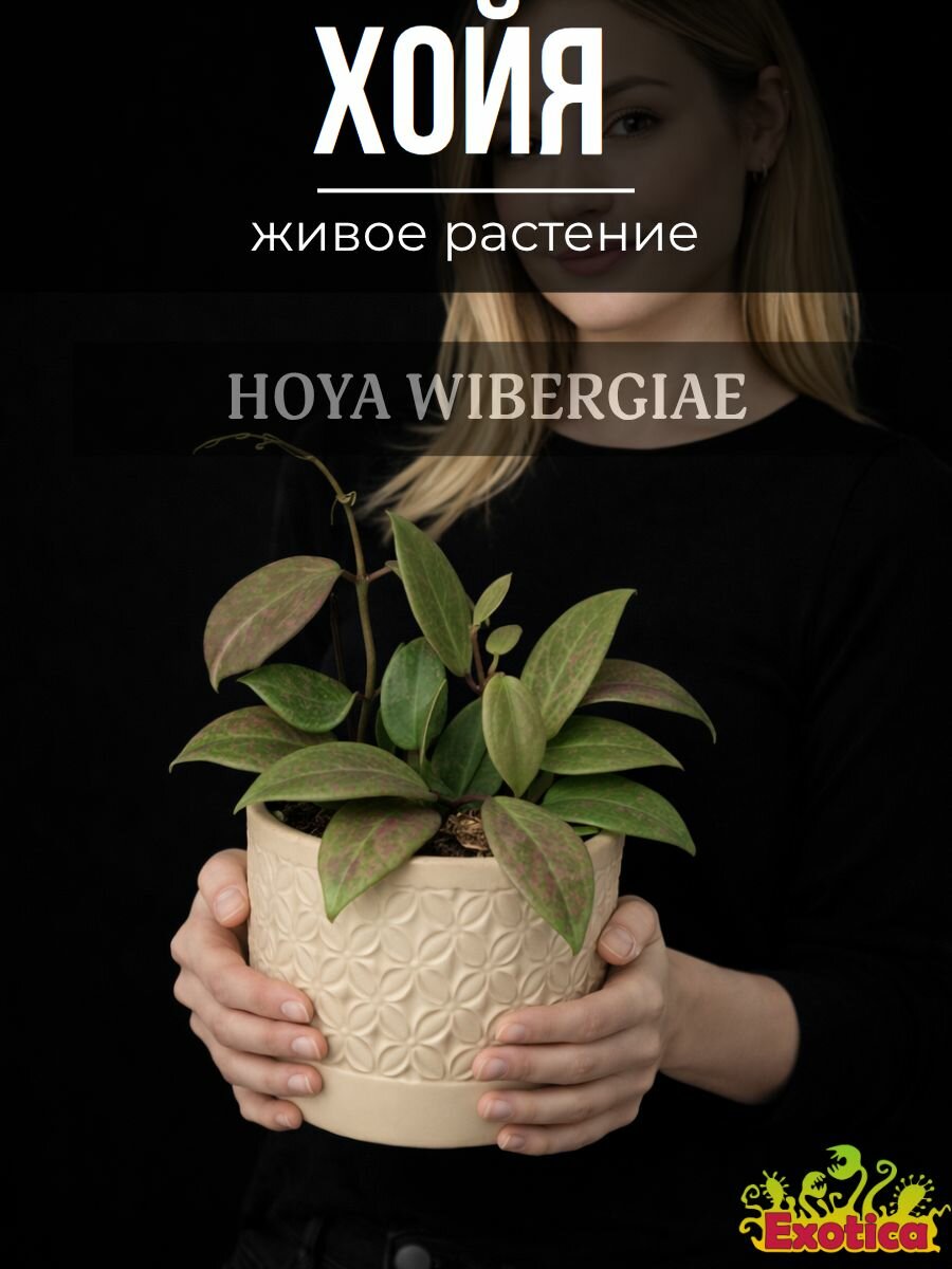 Хойя Виберджи (Hoya Wibergiae) D12см, живое растение